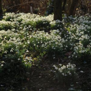 Snowdrops | lady.co.uk