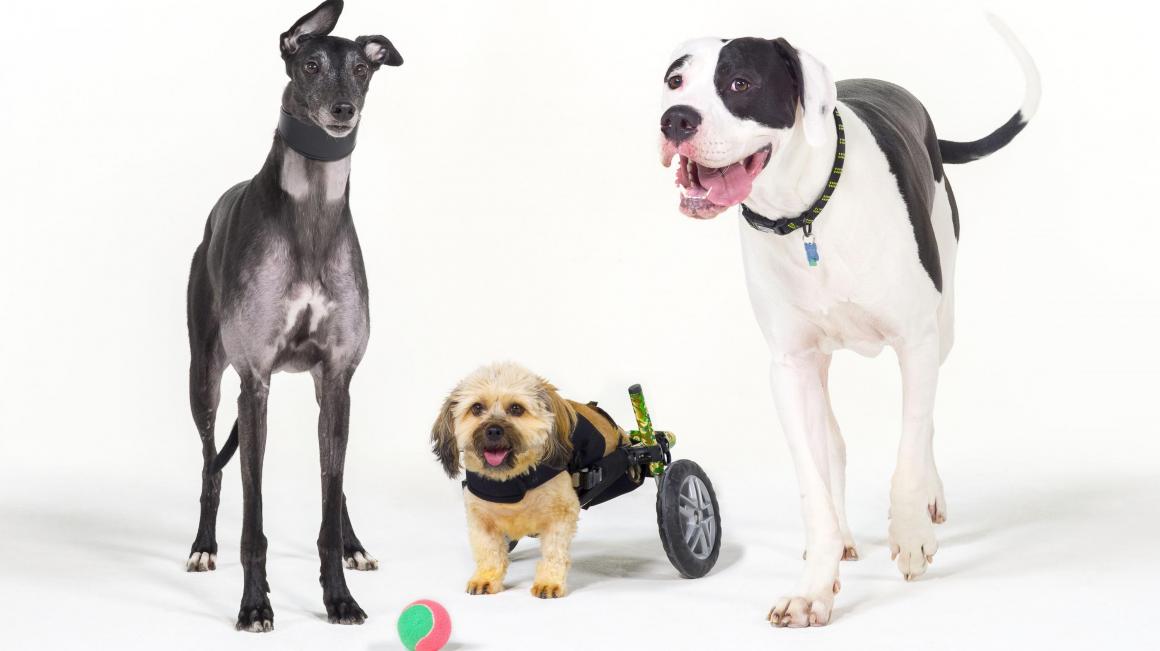 Behind-the-scenes: Gok Wan and the perfectly imperfect pets | lady.co.uk