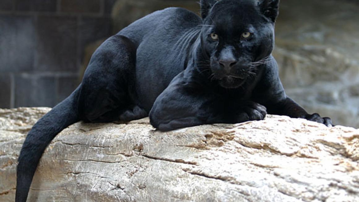 The Exmoor beast & the ghost of Glenthorne | lady.co.uk