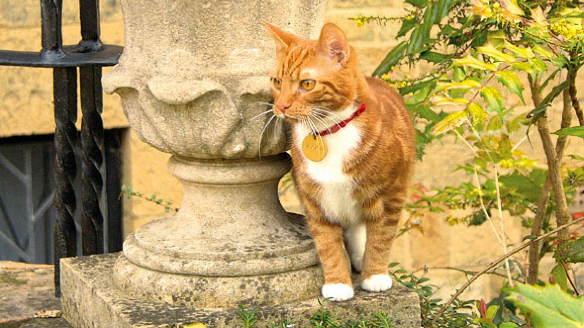 Churchill, Chartwell & Jock the cat | lady.co.uk