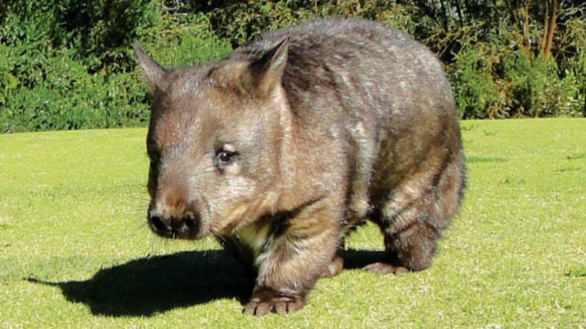 What a Whopper | lady.co.uk